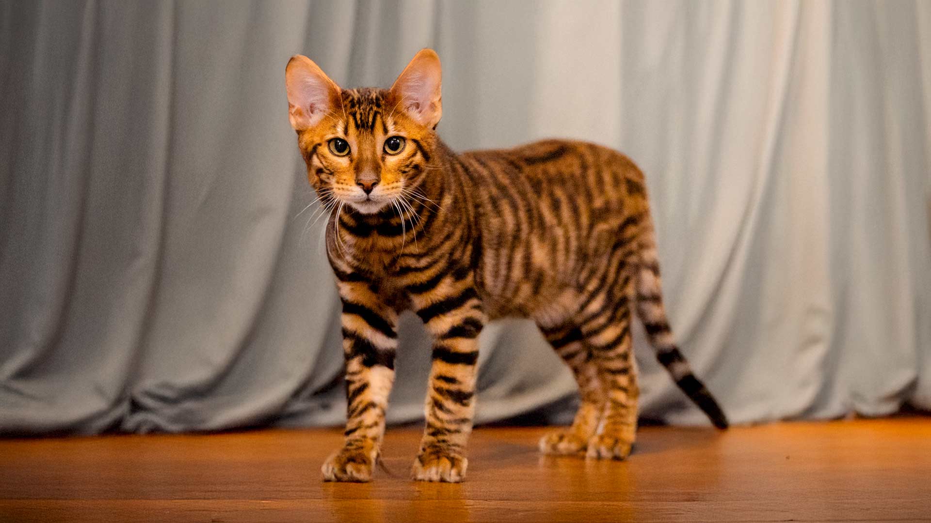 Toyger Paradise & Bengals